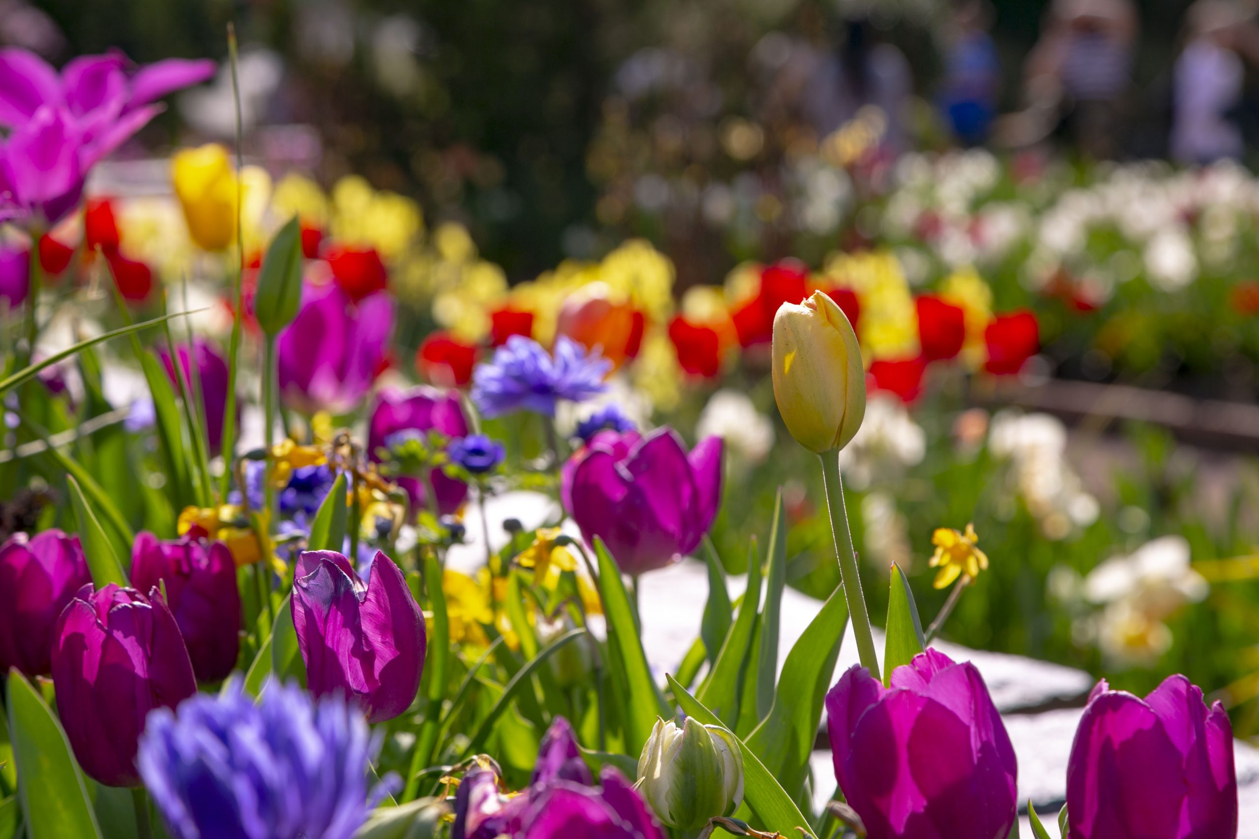 Duke Gardens to transform visitor experience through 'Garden Gateway ...
